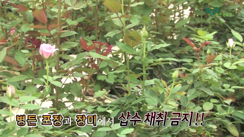 농(農)영상 | 농사로